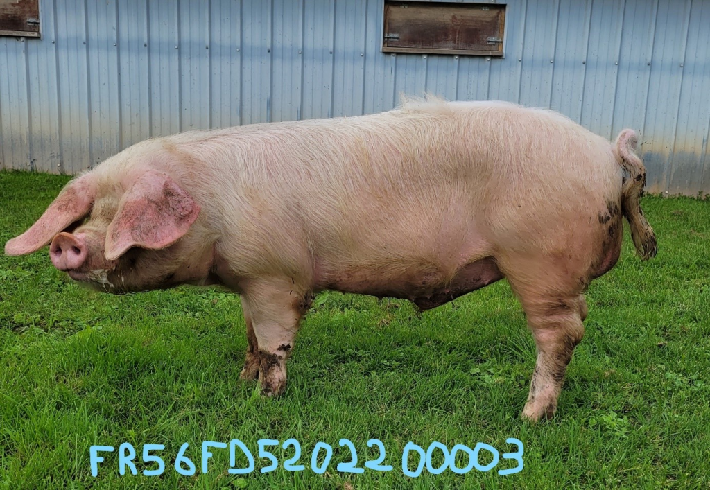 Un nouveau verrat Porc Blanc de l'Ouest en Cryobanque Nationale - IFIP